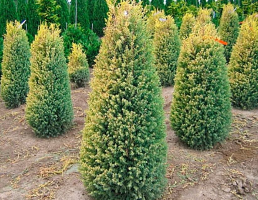Ялівець звичайний Juniperus-communis-Gold-Cone | Рослини з комом | Сад ...