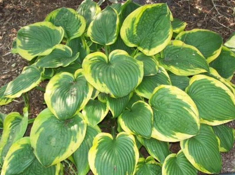 Хоста Hosta Green Gold | Хости | Сад твоєї мрії.
