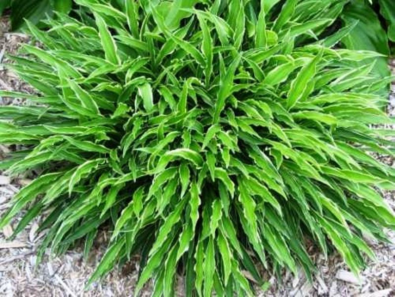 Хоста Hosta Stiletto | Хости | Сад твоєї мрії.